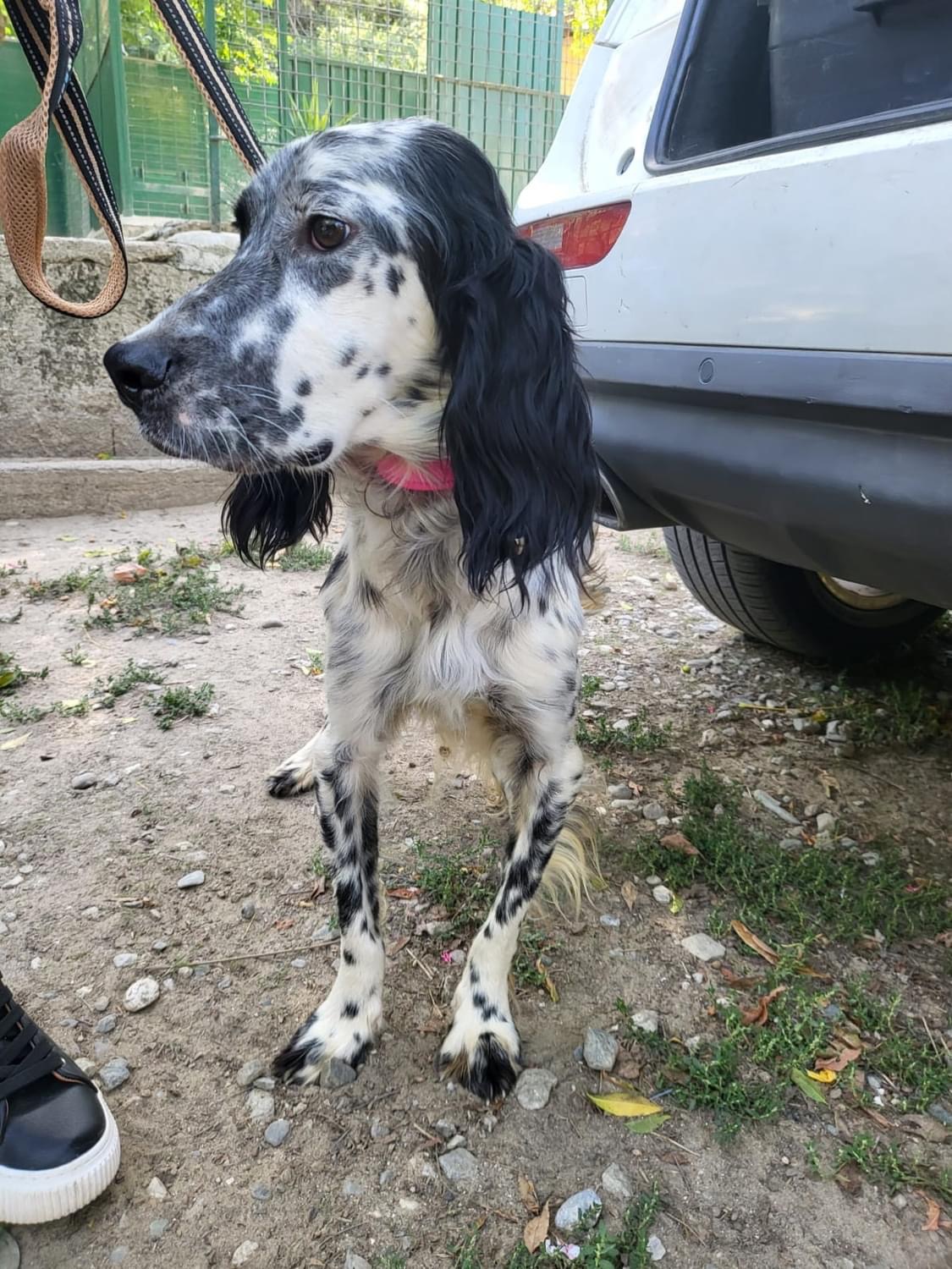 Adoption – SOS Italian Setters