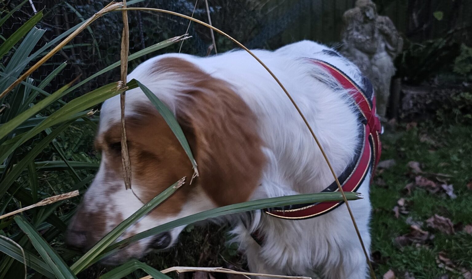 Skipe/Skye – SOS Italian Setters