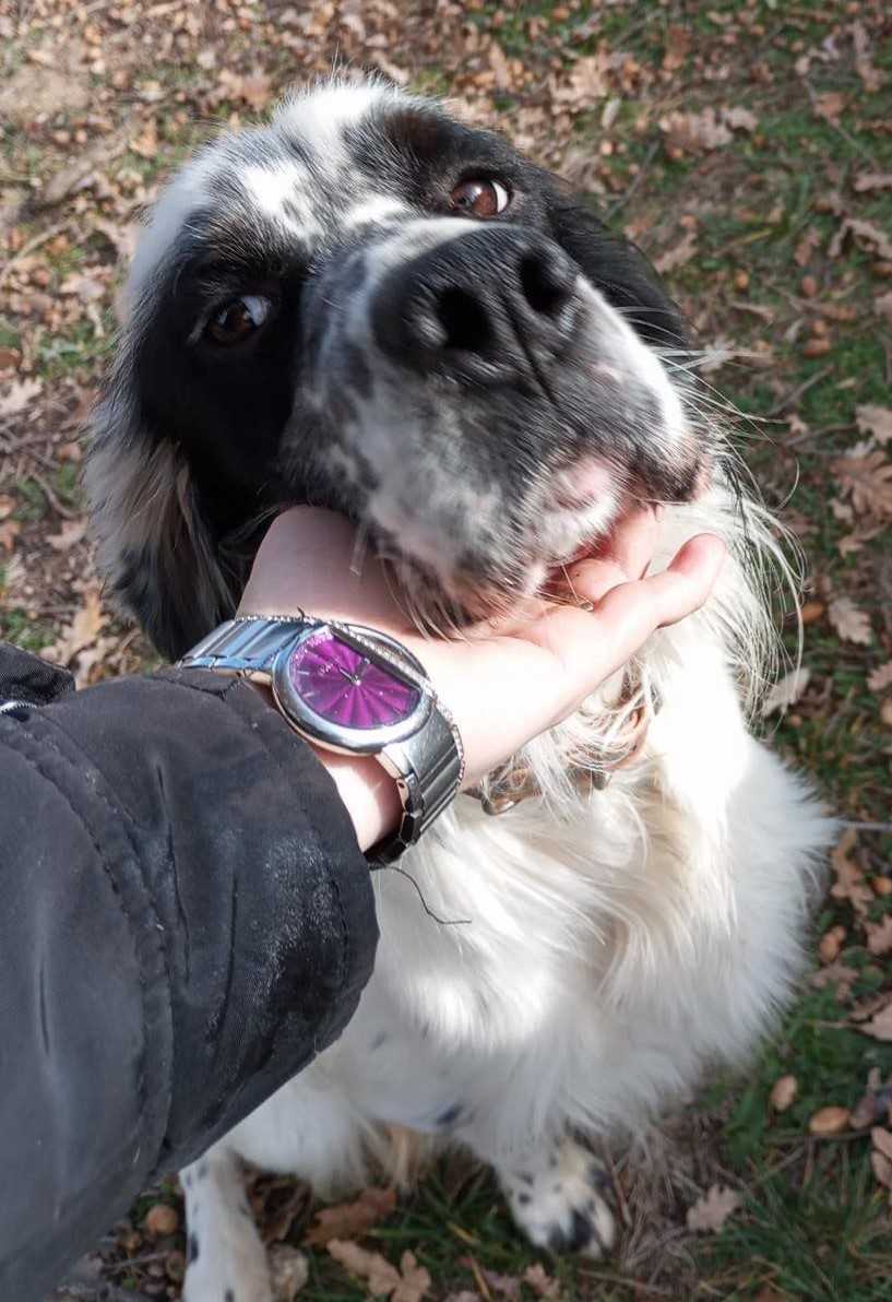 Panda – SOS Italian Setters