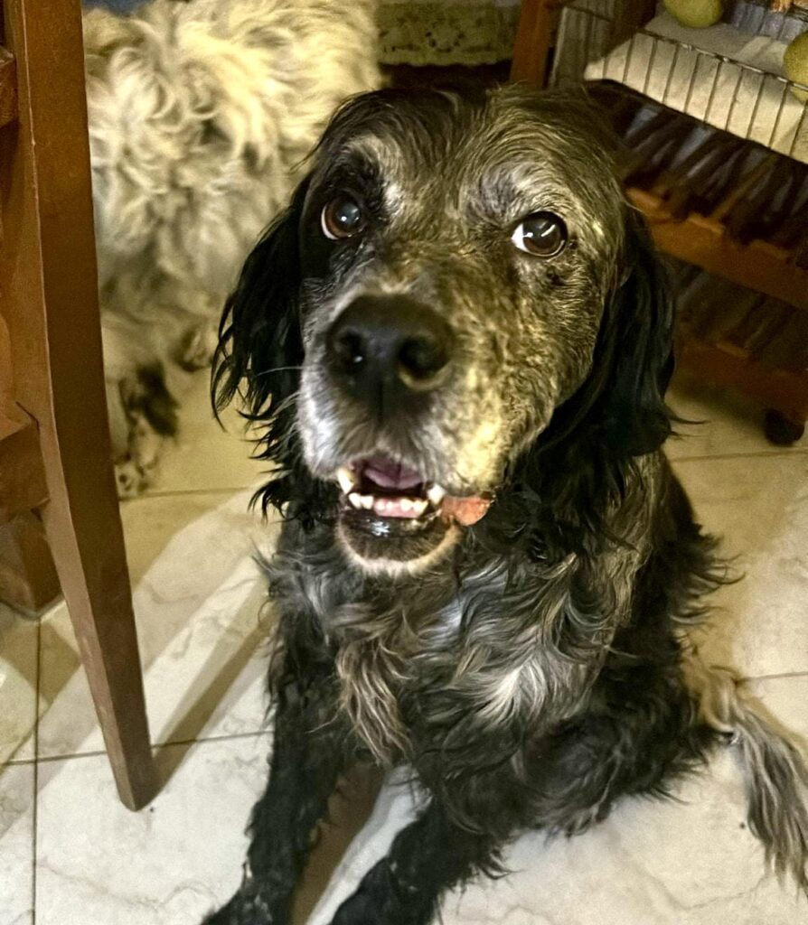 SOS Italian Setters – For the rescue, fundraising and rehoming of setters